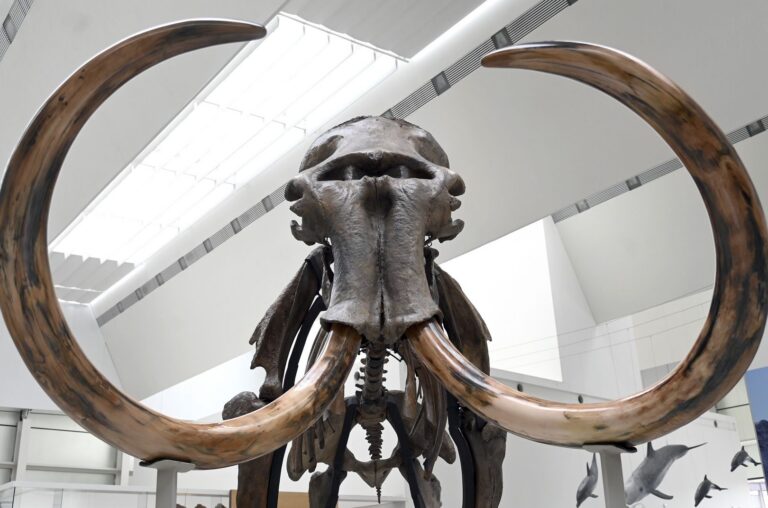 Cómo consiguen caza al mamut en la prehistoria, un enfoque fascinante ...