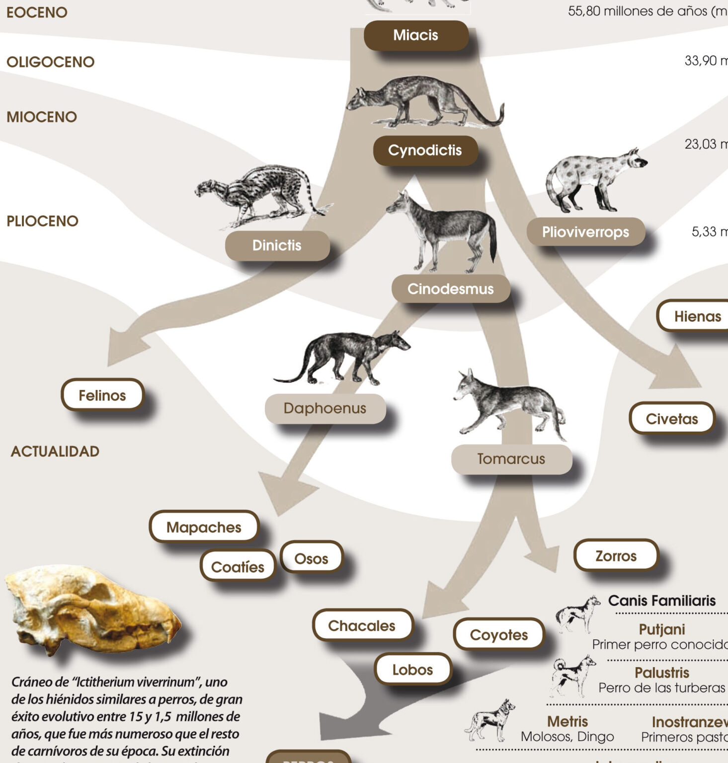 Evolución de los perros: desde la prehistoria hasta la actualidad ...