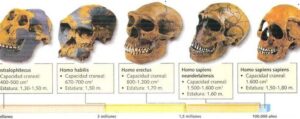 Evolución del cerebro humano de la prehistoria, para niños. | Talayots